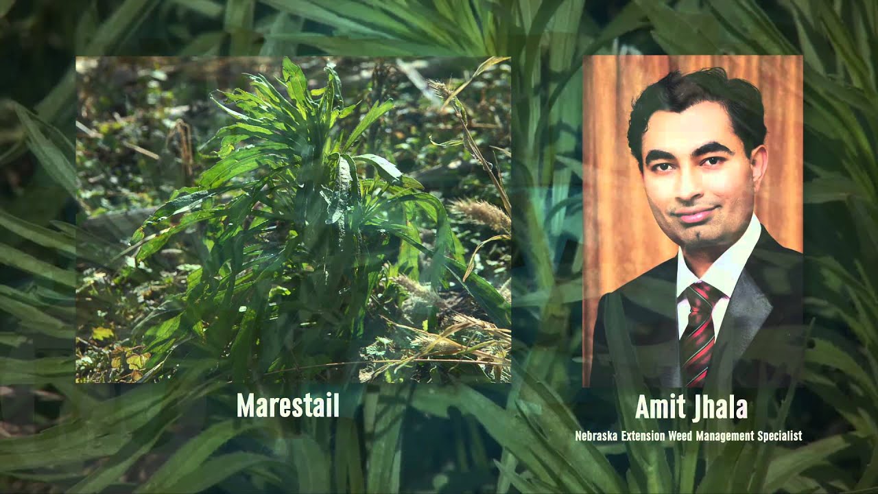 Marestail Control - Amit Jhala - November 6, 2015 - YouTube