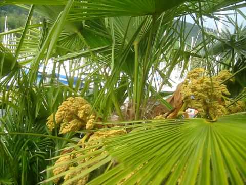 Palm Trees in Bloom - YouTube