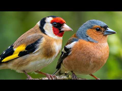 Rahatlatıcı Orman Kuş Sesi 🌿 Uyku, Çalışma ve Sakinlik için Saka & İspinoz 🌿 2s