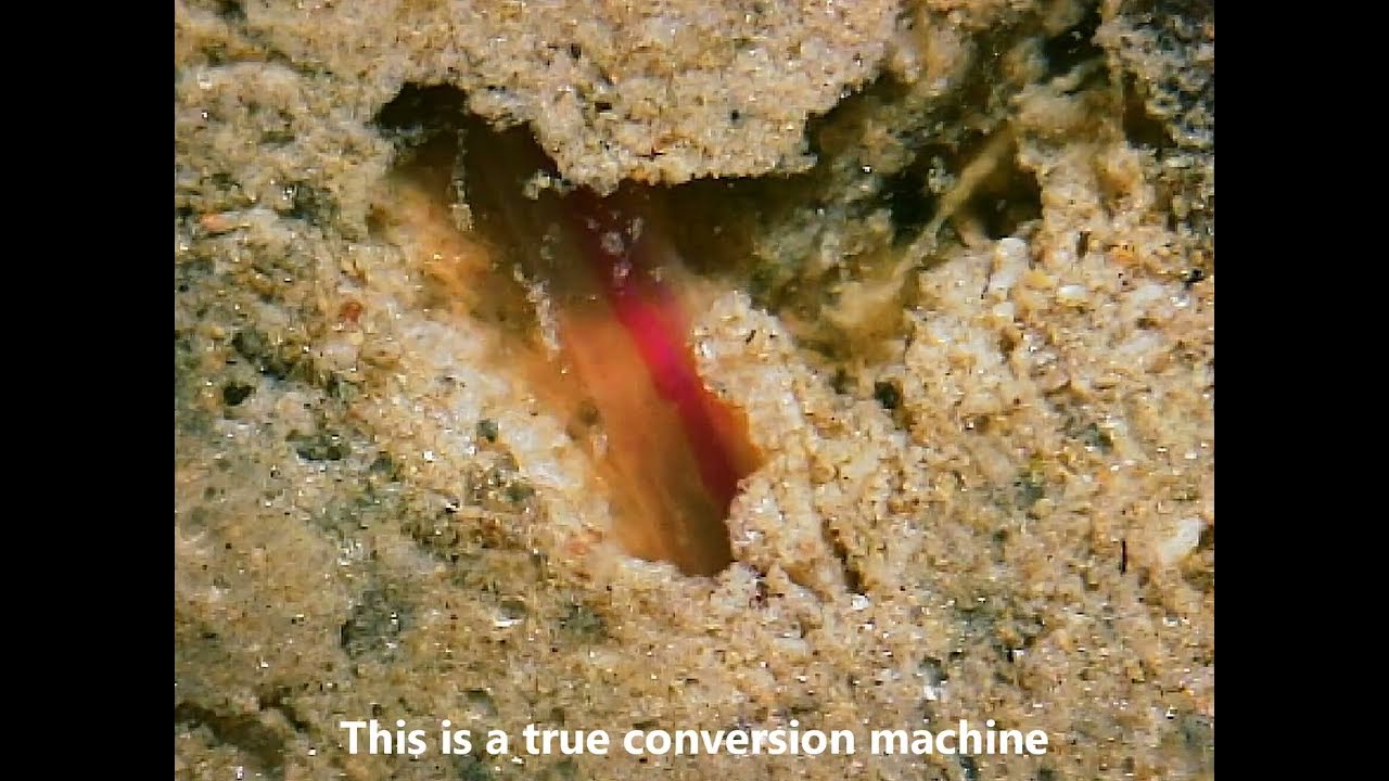 The fanciest boogie-worm in town! - YouTube