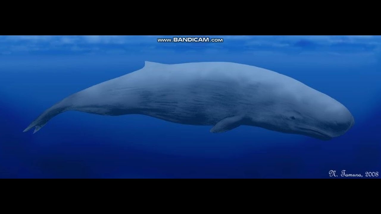 Brygmophyseter Sounds - YouTube