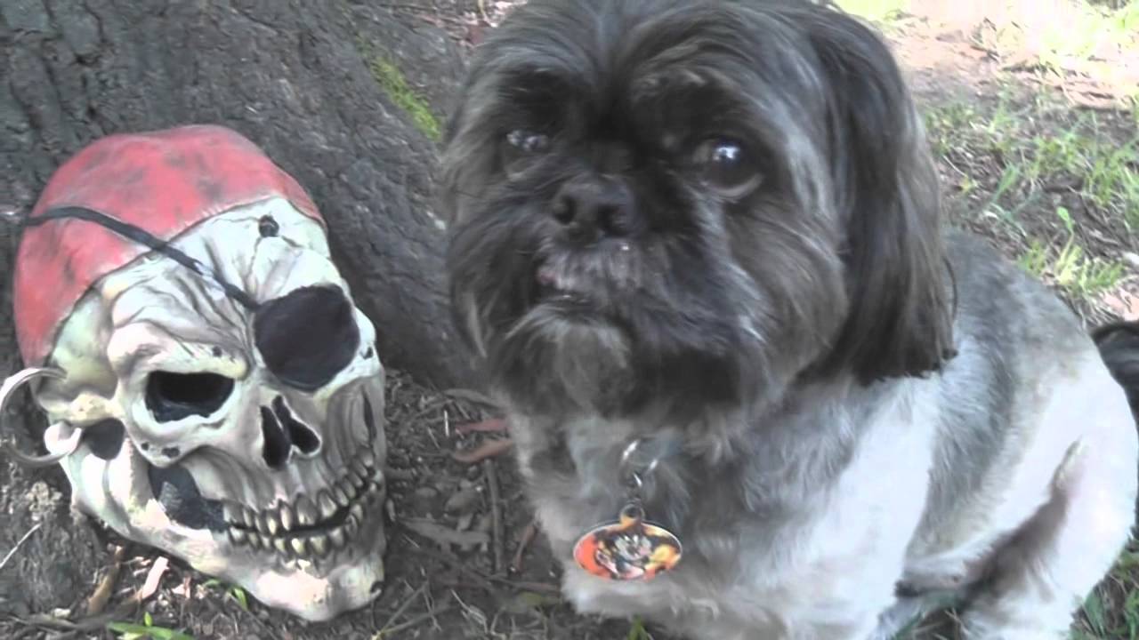 Our Dog, Bandit - The Actor - YouTube