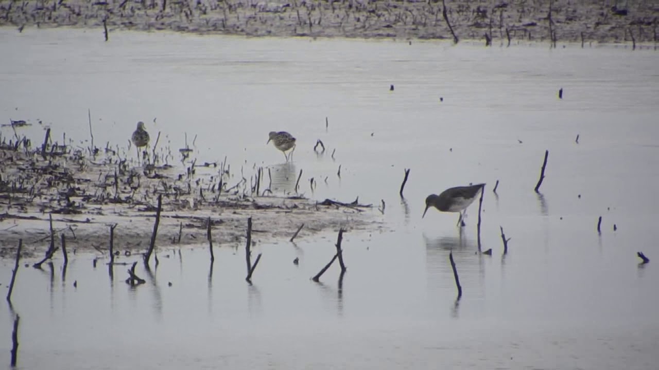 waders feed - YouTube
