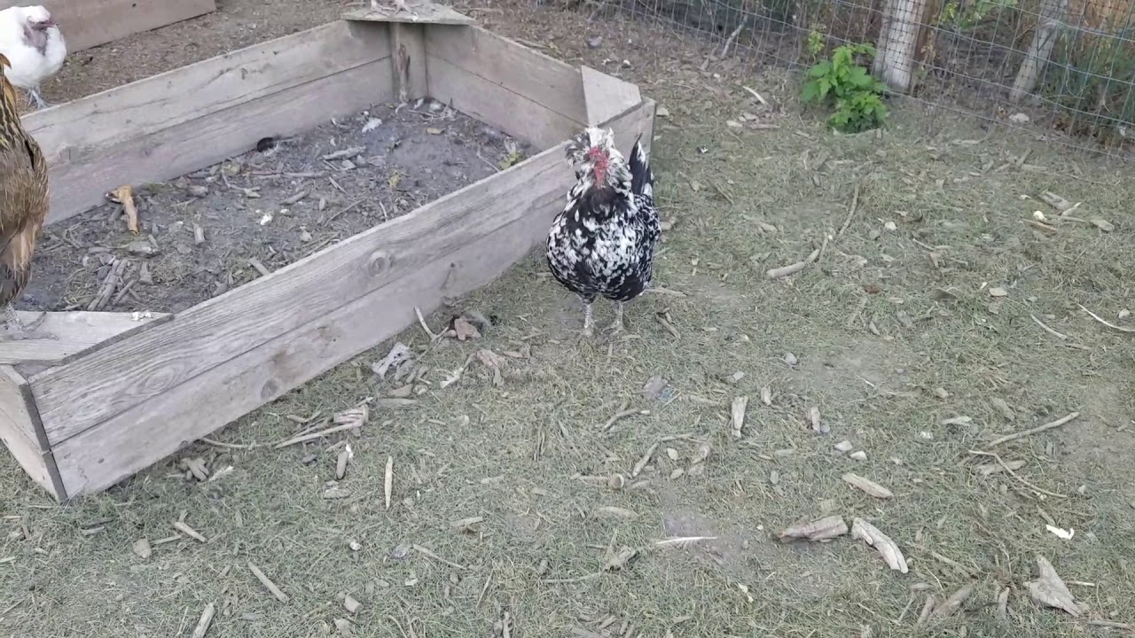 HooDan the trans chicken - YouTube