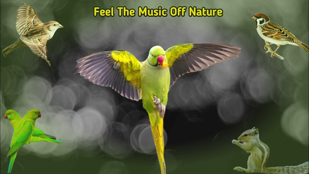 Bird sound for Meditation । Meditation bird sounds । Bird Sounds ...