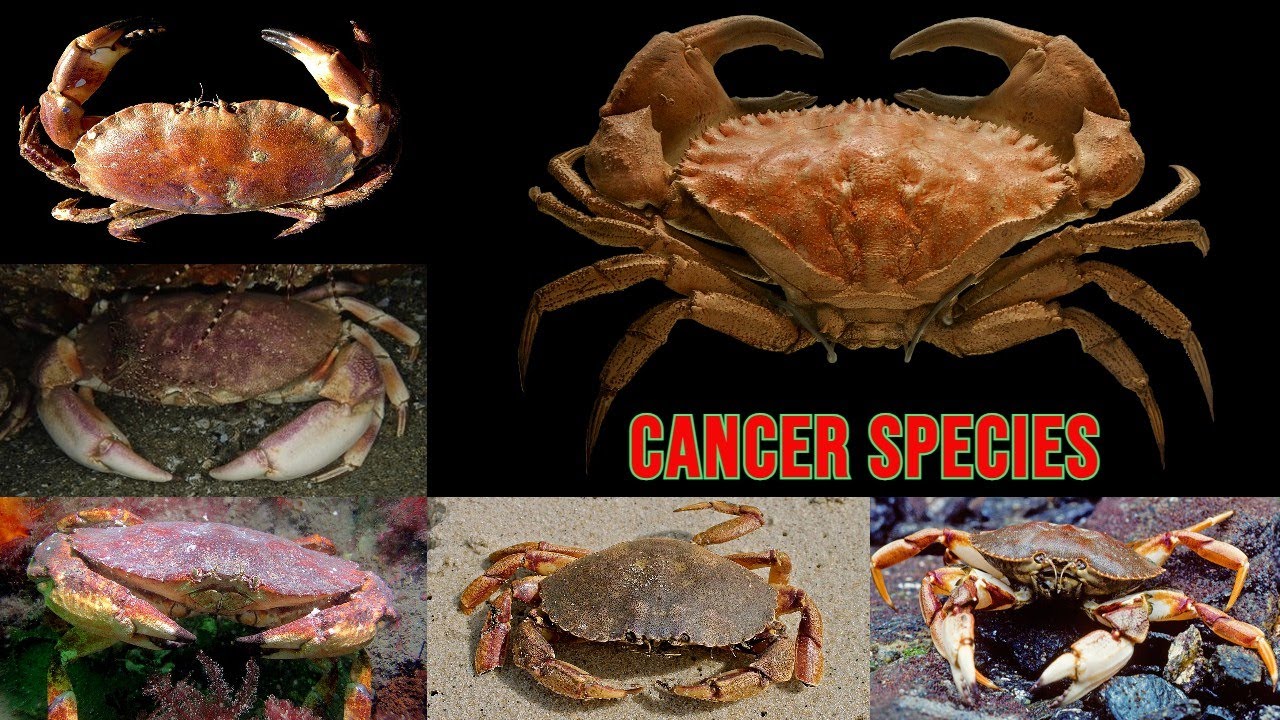 All Cancer Species/ types of Cancer / Cancer / cancer crab - YouTube