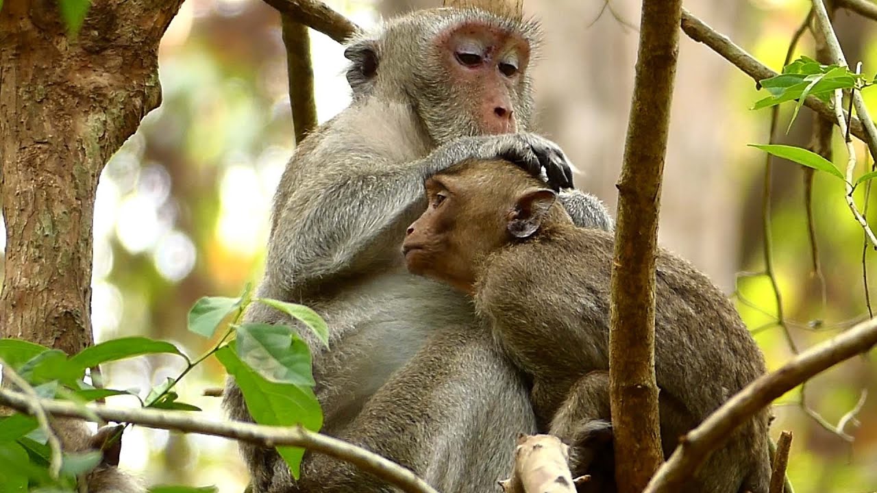 Jazzy monkey talking with mom to request milk till allow, looks very ...