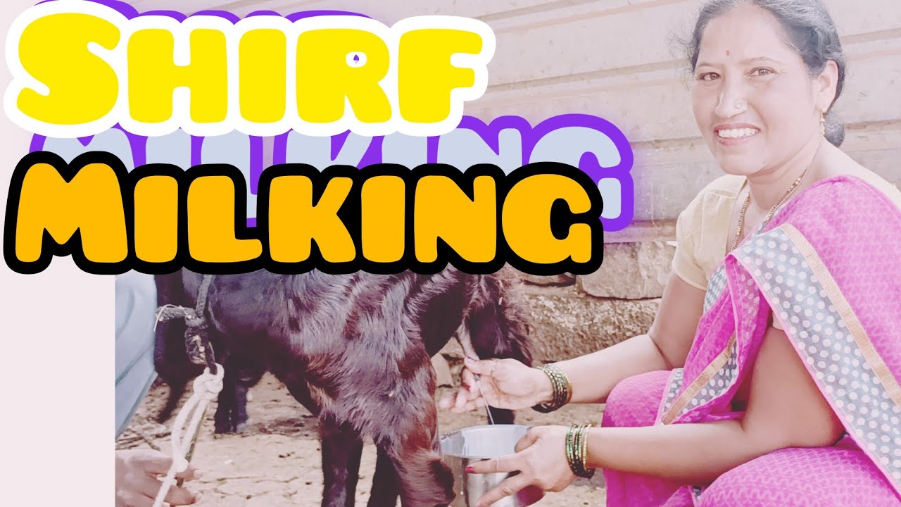 #Shirf #milking - YouTube