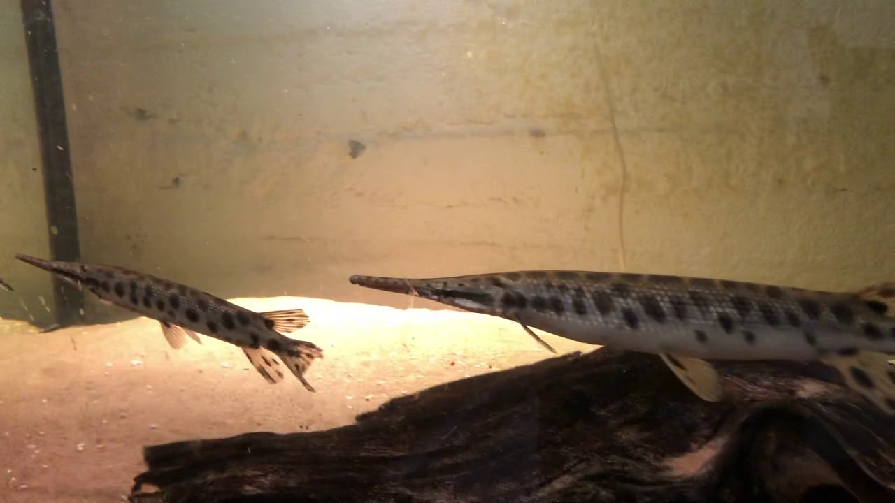 Spotted gar getting big 😁 - YouTube