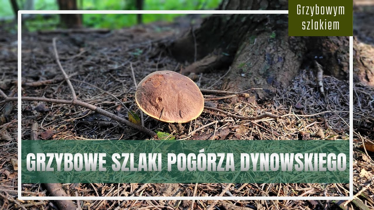 Grzybowe lasy Pogórza Dynowskiego - YouTube