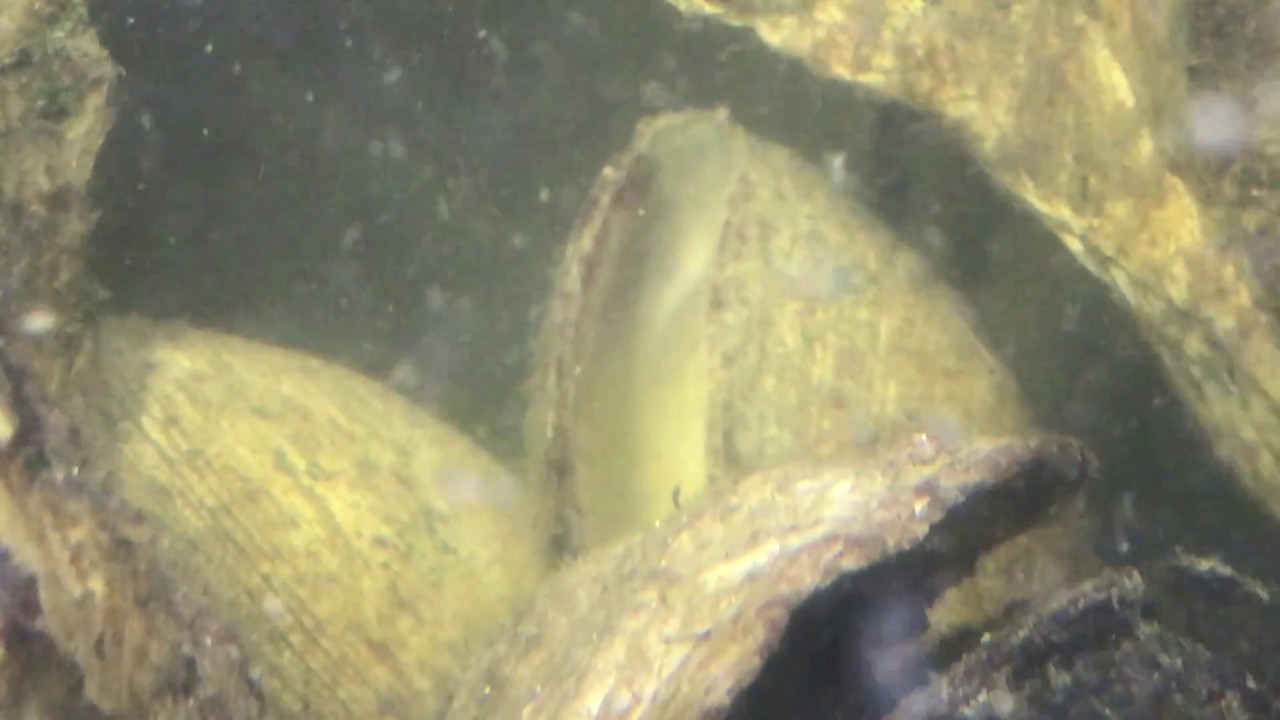 Skilletfish (Gobiesox strumosus) Guarding Eggs - YouTube