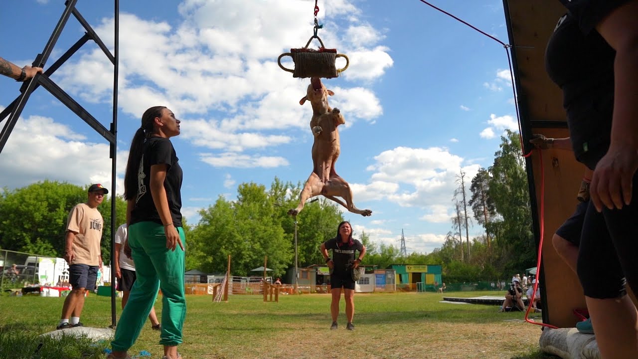 APBT FDK's Ecstasy. Dog show Jump'n'Gym 2023 - YouTube