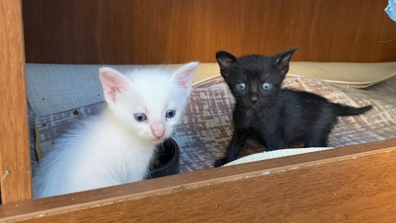 Incredibly beautiful Kittens living on the street. You will fall in ...