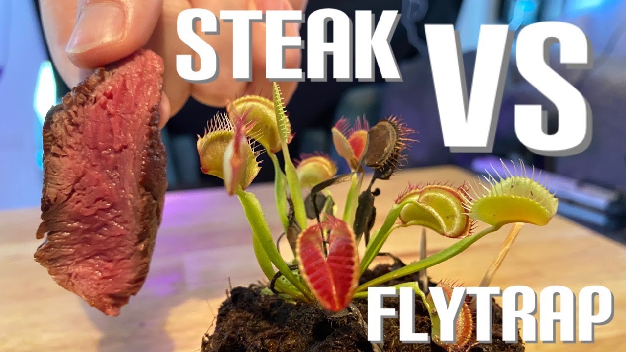 will a VENUS FLYTRAP eat STEAK AND BACON?? 🥩🥓 - YouTube