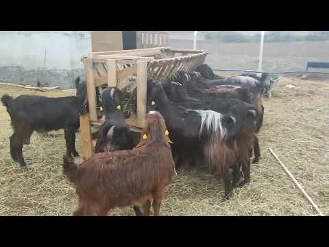 Halep Keçi Yetiştiriciliği | Ahırımızda ki Ufak Tefek Hatalar