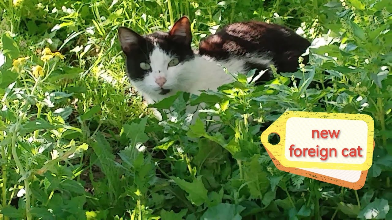 foreign cat | wolf cat with tiny cat#funny #cat - YouTube