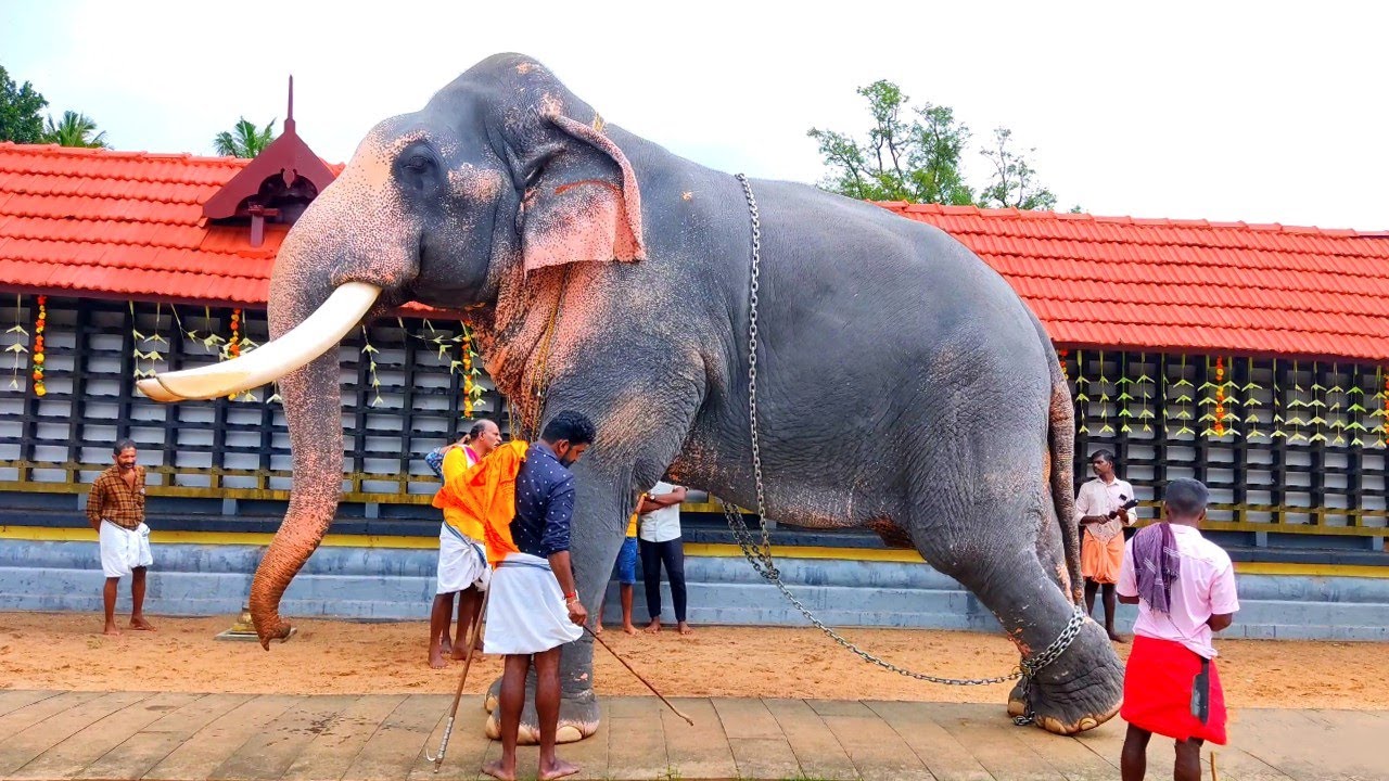 കേശവന്റെ നിലവ് ആറാട്ടുപുഴയിൽ 😎| Puthuppally Kesavan Mass At Arattupuzha Temple | Puthuppally ...