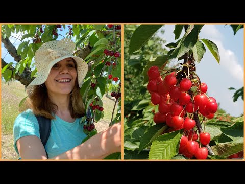 İznik Tacir Köyü KİRAZ TOPLAMA 🍒🍒