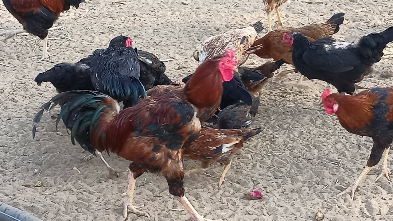 free range Desi poultry farm Desi murgi palan open area me murgi farm ...