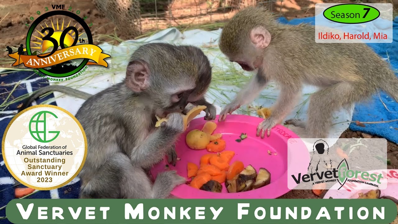 Our three orphaned baby monkeys, Iidiko, Harold, and Mia, meet their ...