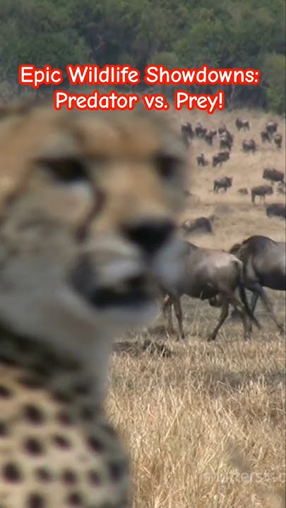 Epic Wildlife Showdowns: Predator vs. Prey! #shorts #lifeisbutadream #animals # ...