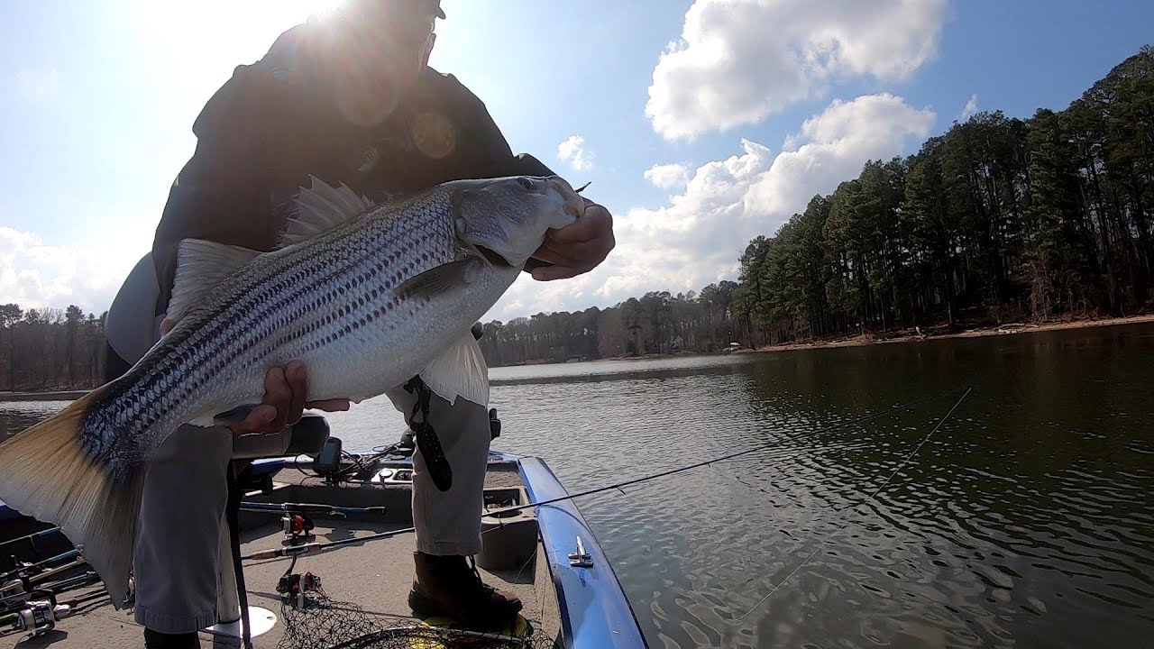 Big Stripers & White Perch On Small Jigs - YouTube