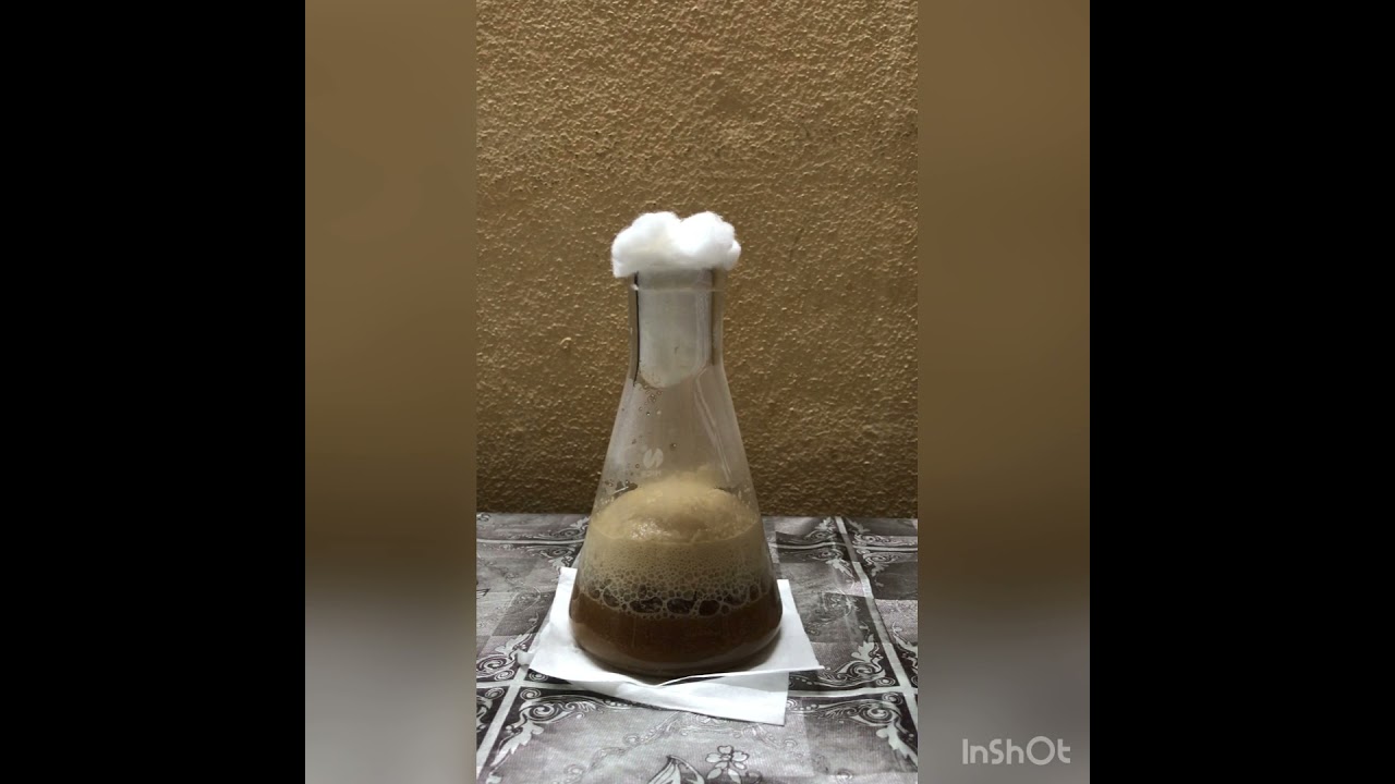 Experiment 3 : Fermentation of Glucose Using Yeast - YouTube