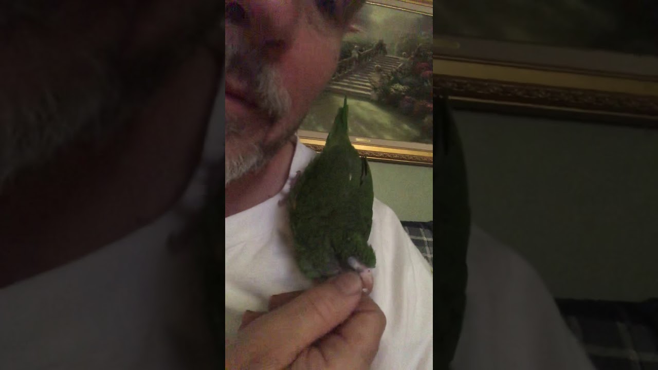 Canary Winged Bee Bee Parakeet - YouTube