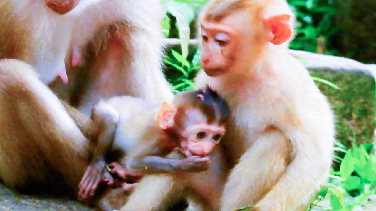 Baby monkey Rainbow happy every day - YouTube