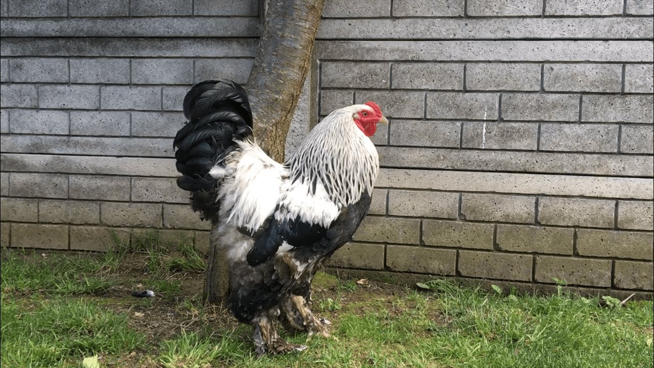 Special Brahma |Light&Buff Brahma| (Dev Brahma,Giant Rooster)|Brahma #6 ...