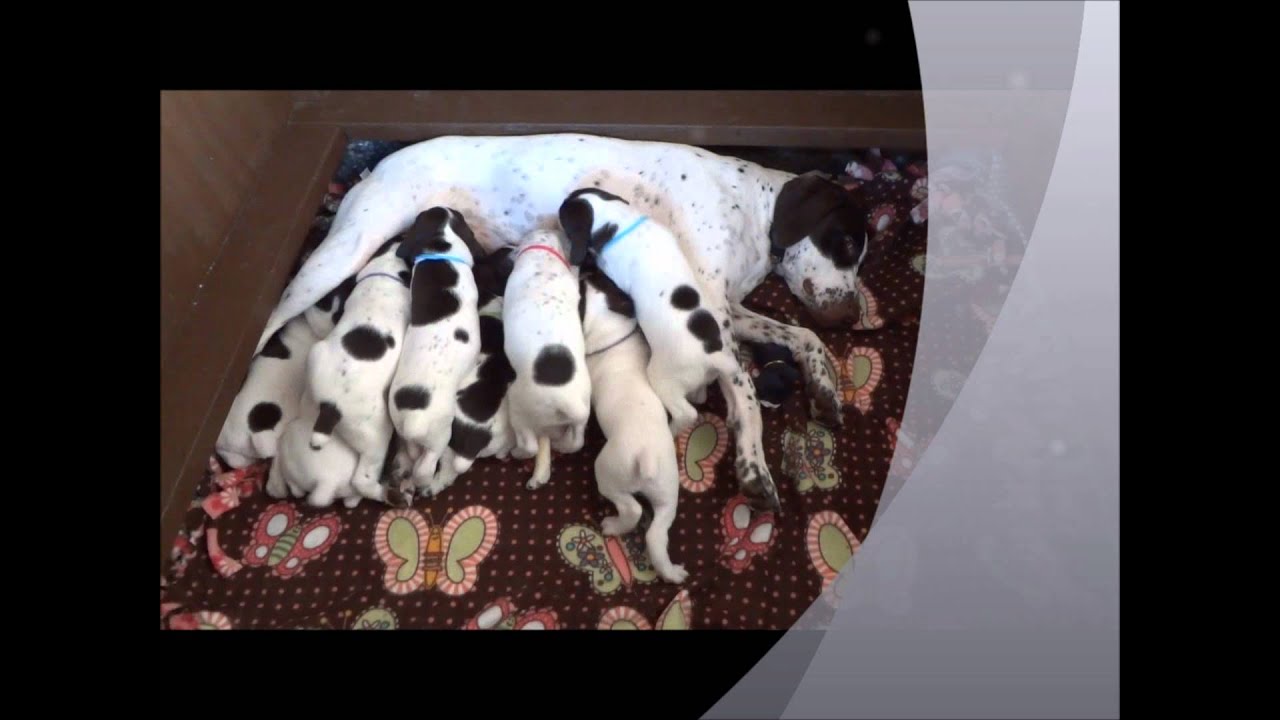 Bell's Beauties - GSP puppies at 4 weeks old - YouTube
