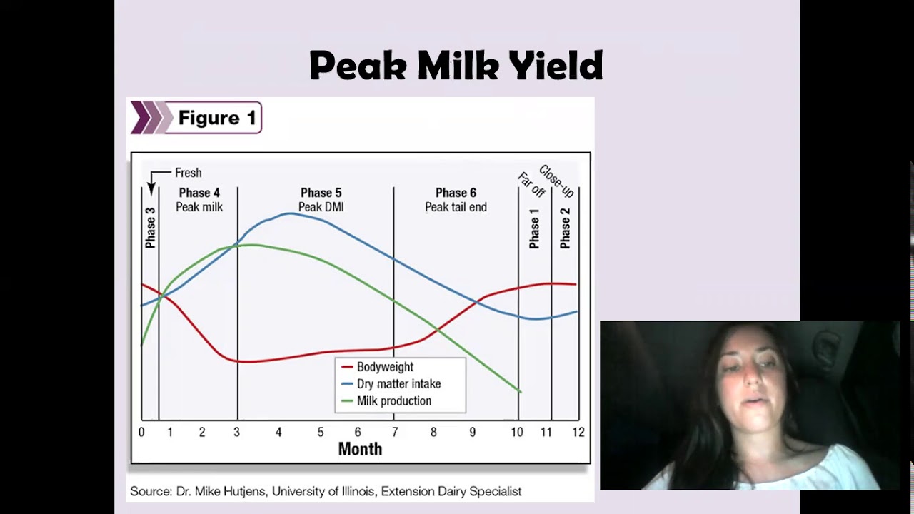 rbST use in dairy cows - YouTube