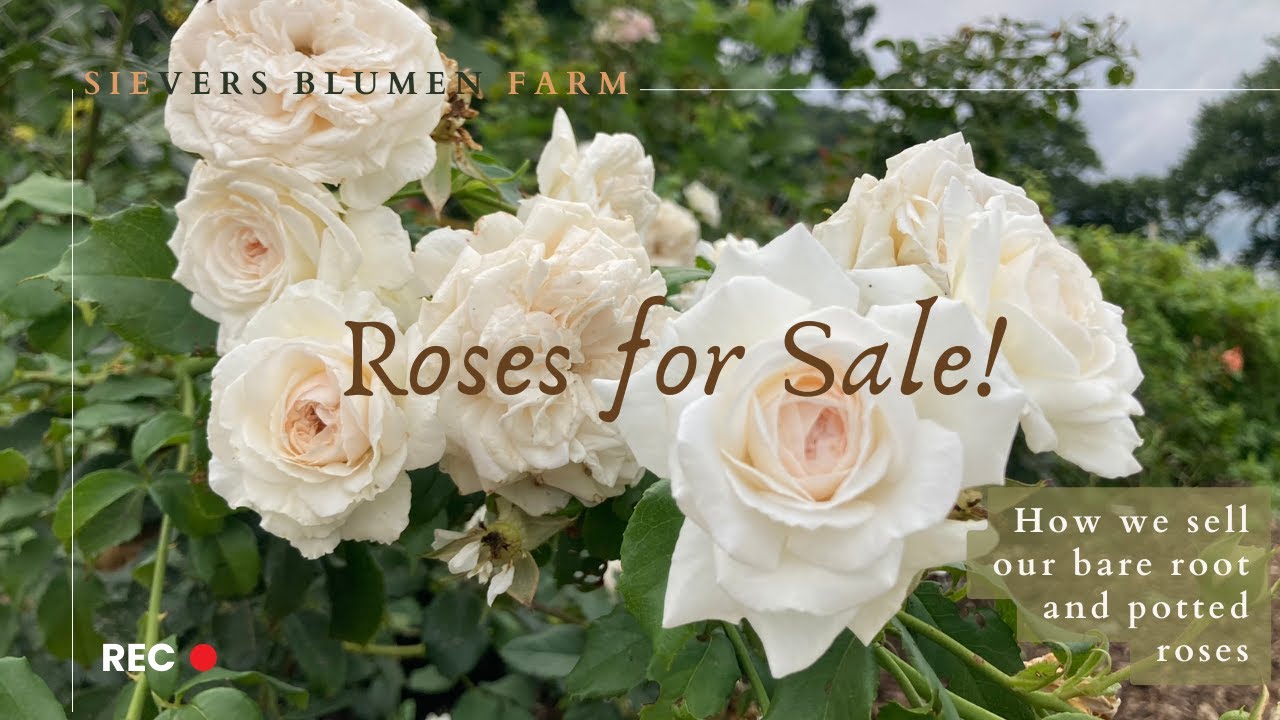 How We Sell Our Bare Root & Potted Roses in Spring | Sievers Blumen ...