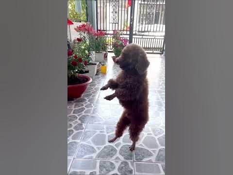 Dog Walking on Two Legs - YouTube
