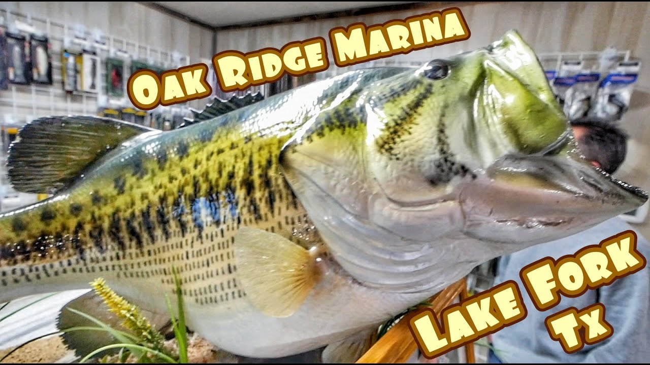 Oak Ridge Marina Lake Fork | Tackle Shop Review - YouTube