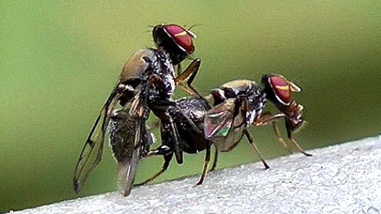 Two Boatman Flies mating - (Pogonortalis doclea) - YouTube