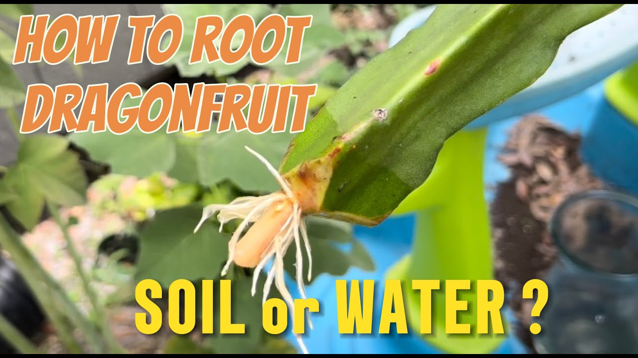 How To Root Dragonfruit Cuttings: Step-by-Step Guide - YouTube
