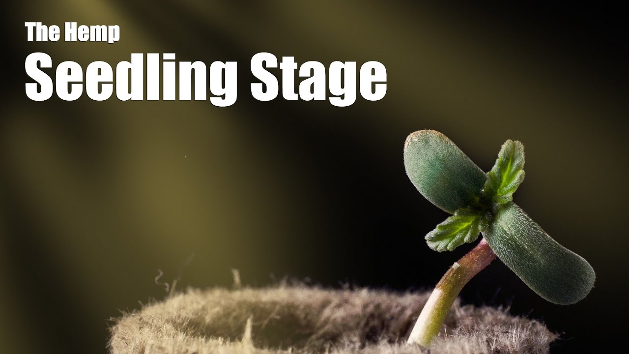What You Should Do During the Hemp Seedling Stage - YouTube