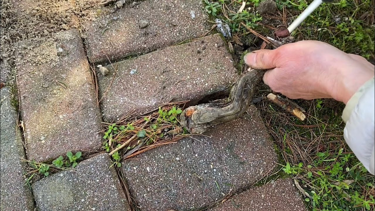 Removing Roots Under Brick Pavers - YouTube