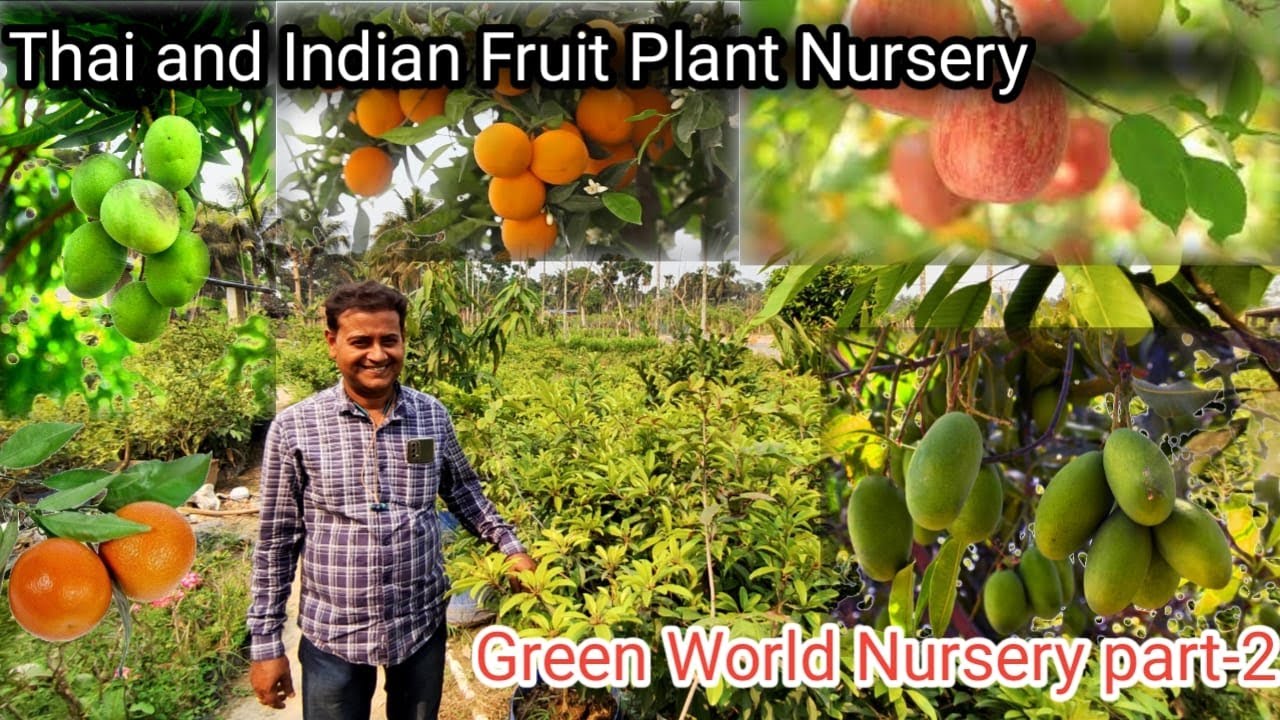 Fruit Plant Nursery Genuine Fruit Plants green World Nursery Part 2 fruit-plant-nursery-genuine-fruit-plants-green-world-nursery-part-2