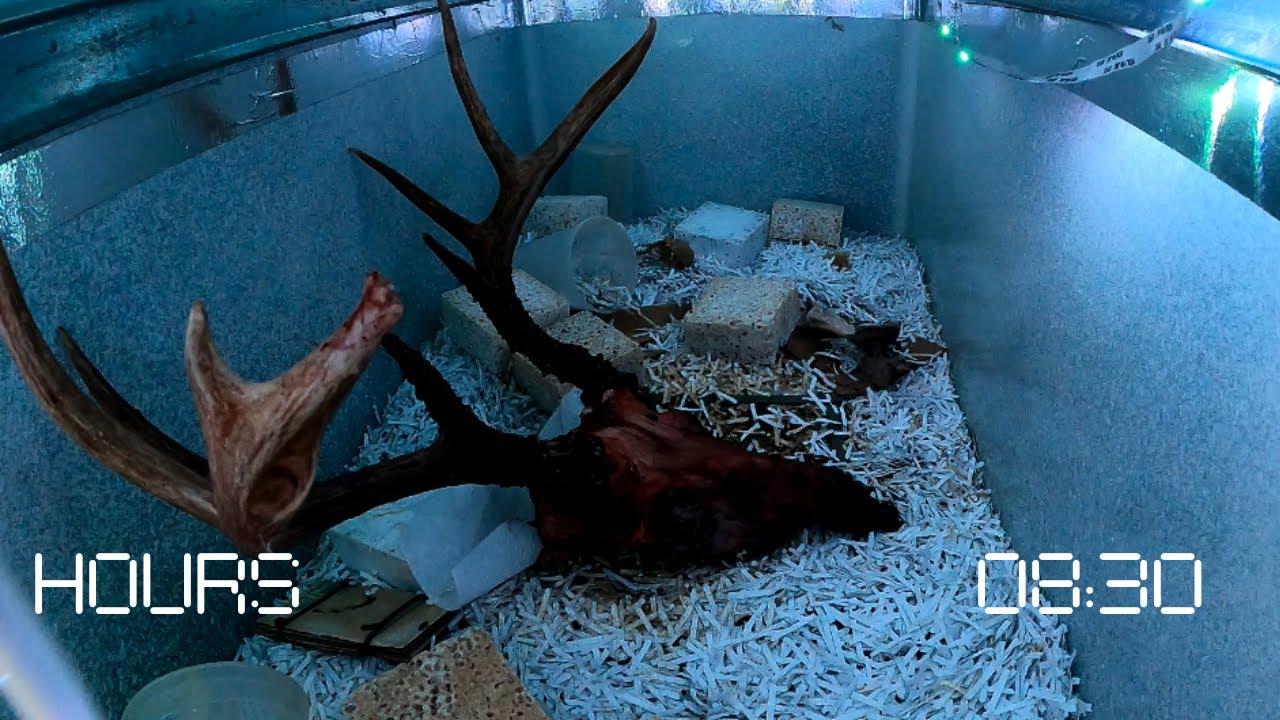 Flesh Eating Beetles vs Huge Deer Skull - YouTube