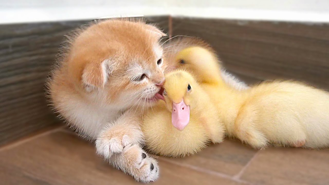 The ducklings help kitten Jiro wash, and then they sleep sweetly ...