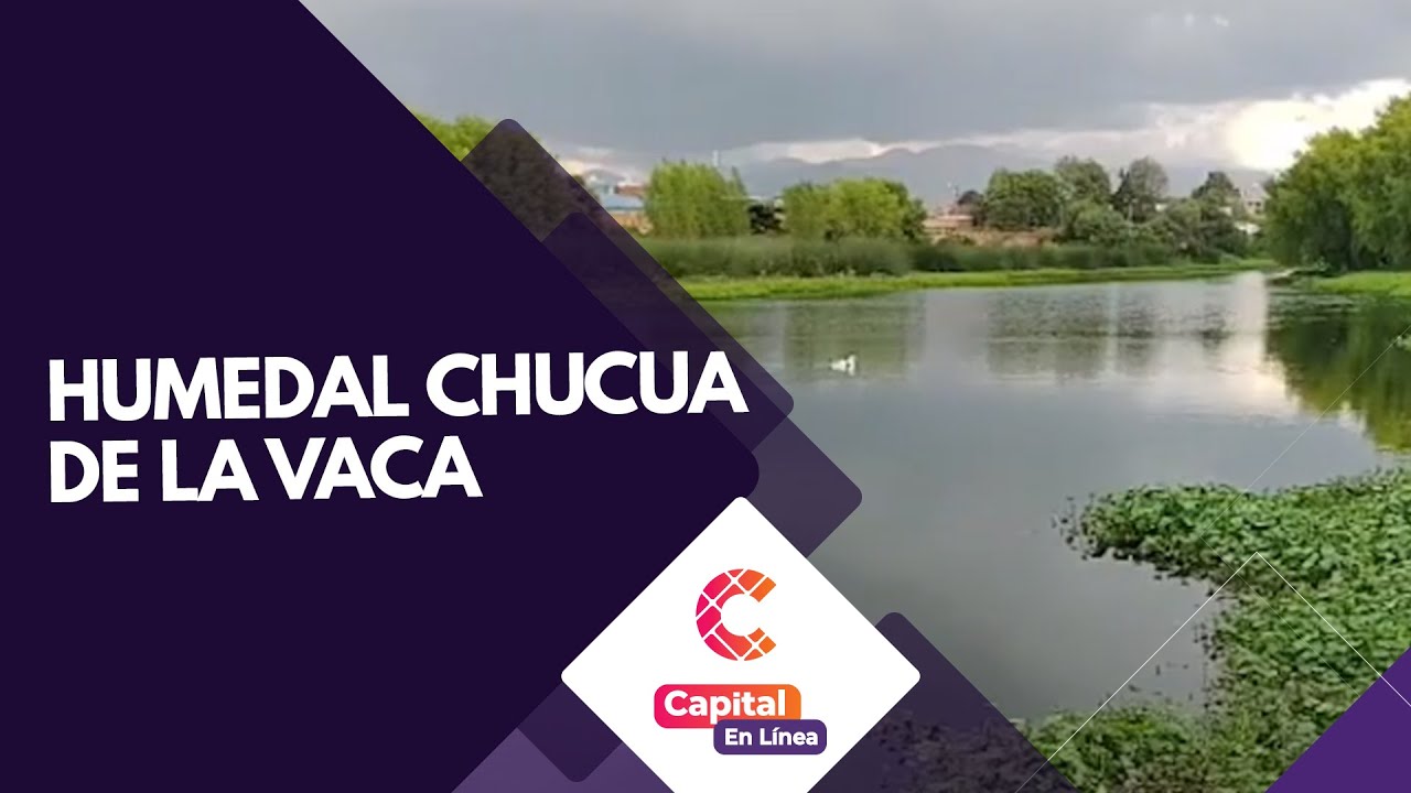 Recorrido por el humedal Chucua de La Vaca | Capital en Línea - YouTube
