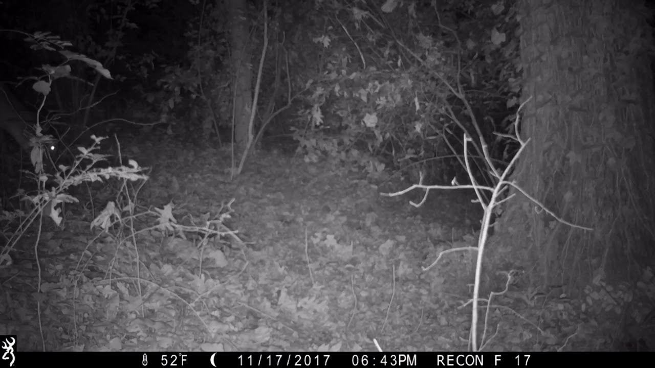 Whitetail Deer Suburban Atlanta GA (Chamblee) Browning Recon Force ...