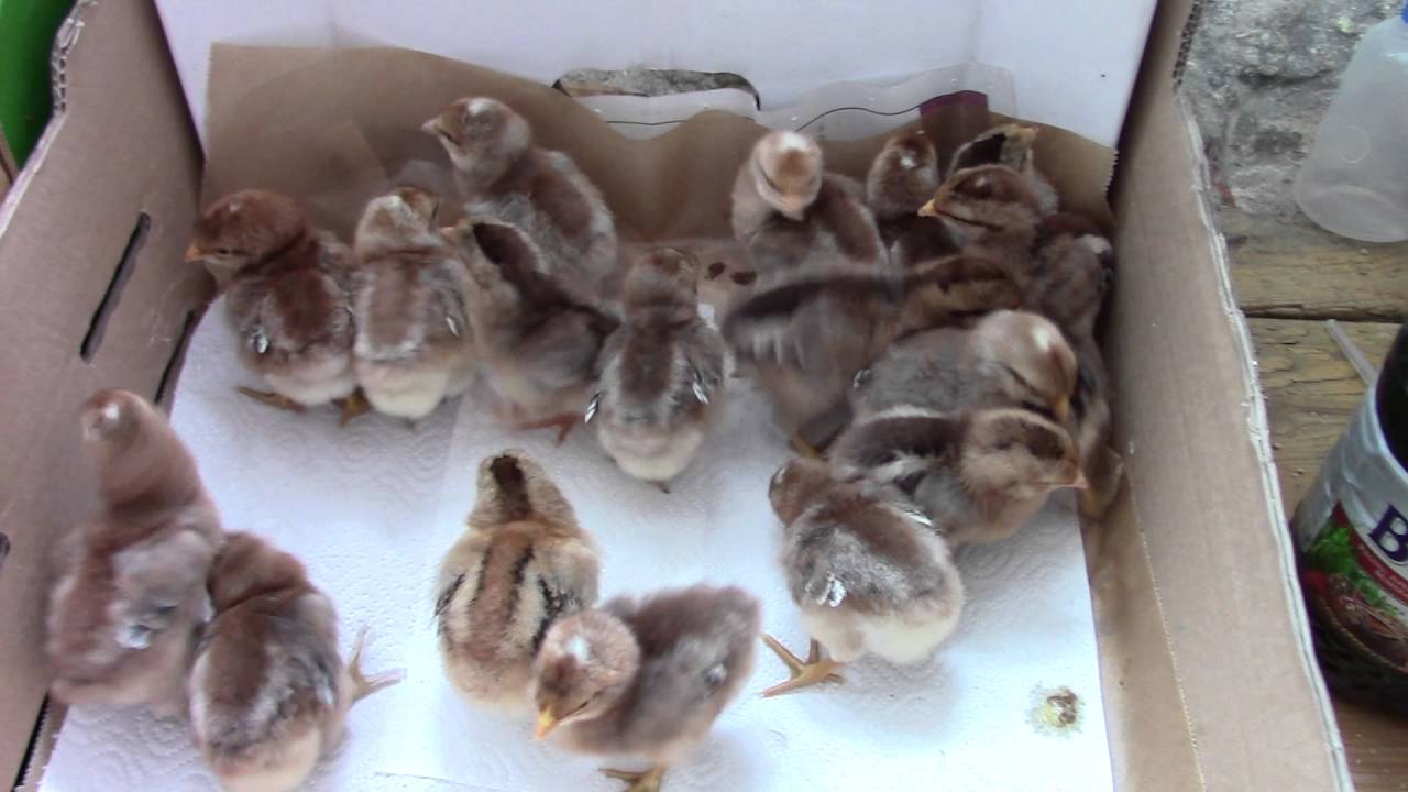 Puisorii mei in curatenie - YouTube