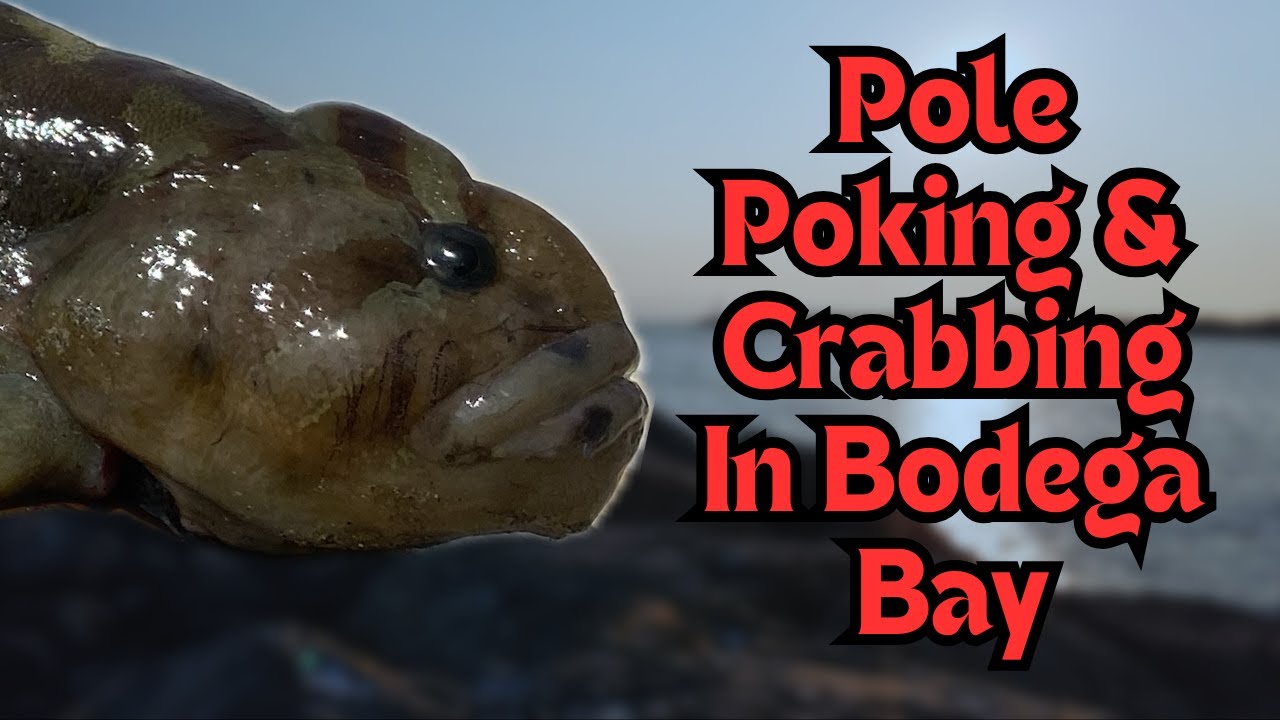 Pole Poking & Crabbing In Bodega Bay - YouTube
