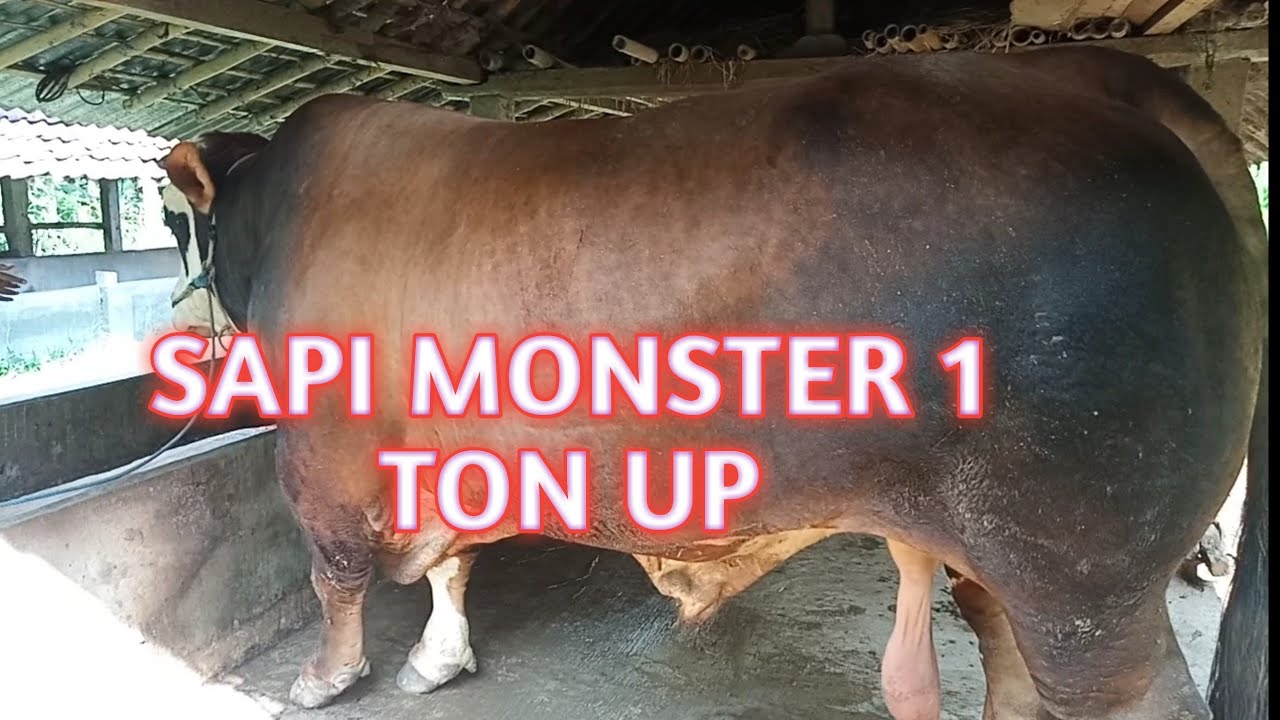 Sapi Limousin 1 ton up - YouTube