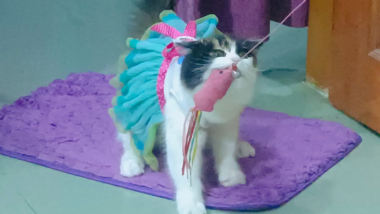 I Spent 30 Days with a Genius Cat Here's What I Learned - YouTube