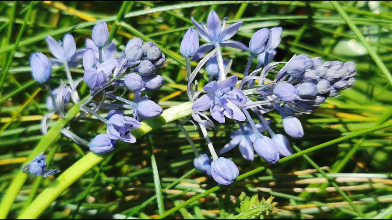 Bluebells from Italy: Hyacinthoides italica, the Italian Bluebell ...