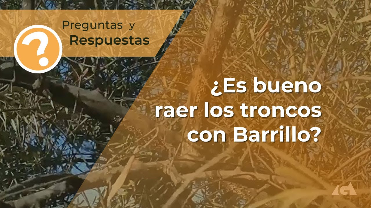 ¿Es bueno raer los troncos con barrillo? - YouTube